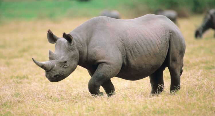 10 Curiosidades sobre o rinoceronte que você não sabia!