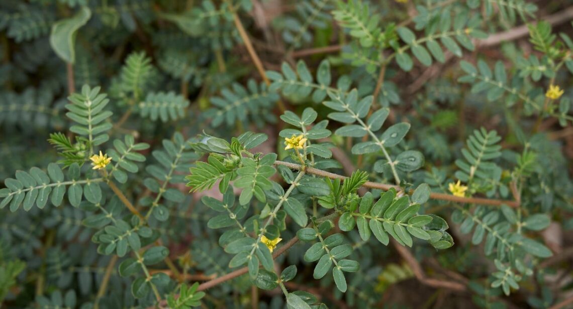 Tribulus terrestris: para que serve e quais são seus benefícios?