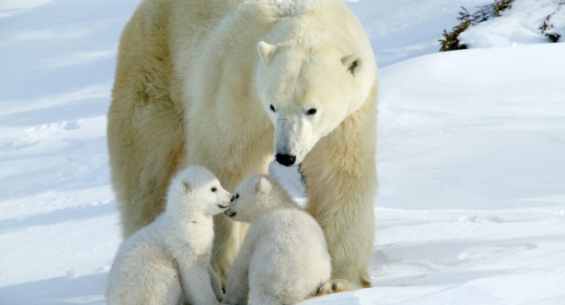 12 Curiosidades sobre o urso que você nem imaginava