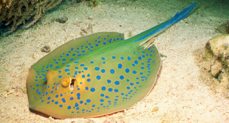 10 Curiosidades sobre arraia que irão te surpreender