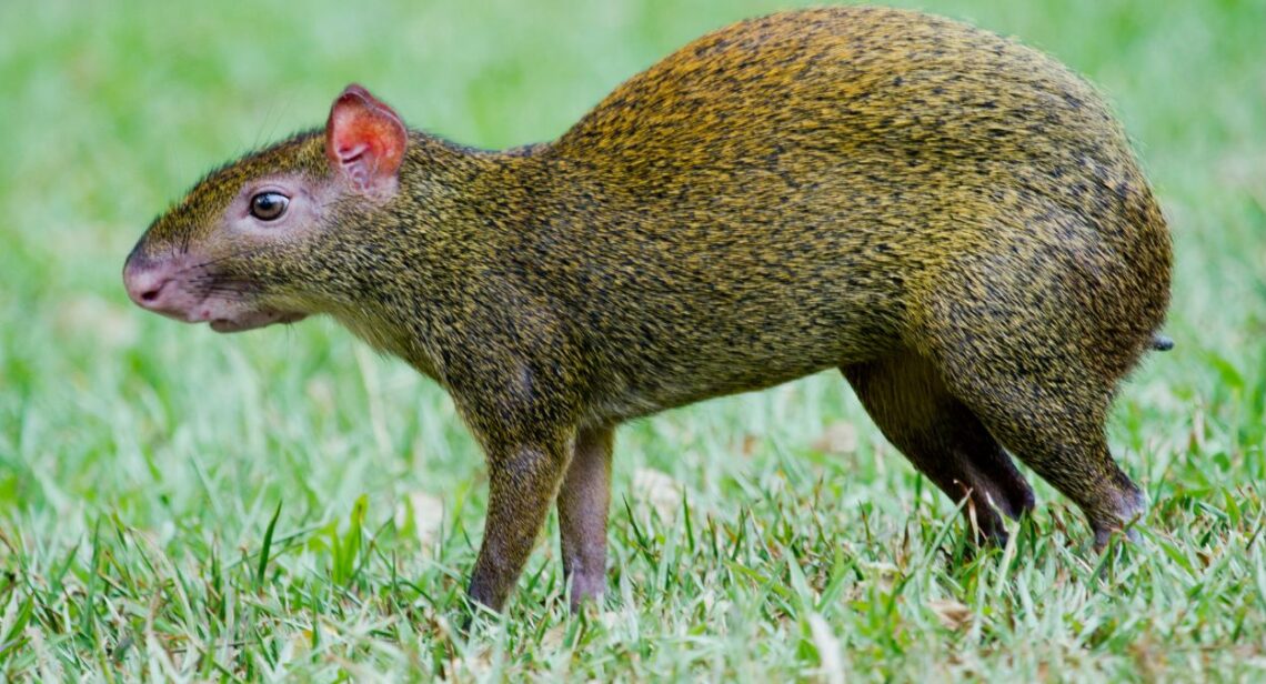 14 Curiosidades sobre a cutia que você ainda não conhece