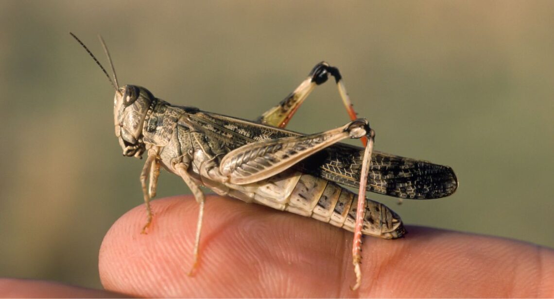 21 Curiosidades sobre insetos, animais pequenos e fascinantes