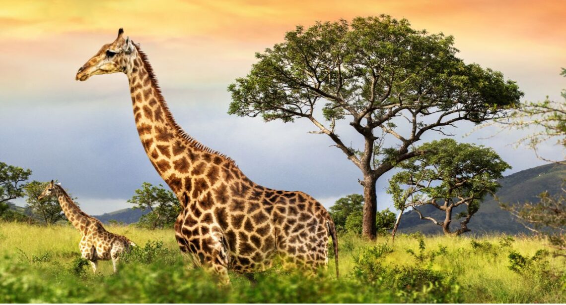 5 curiosidades sobre a girafa que irão te surpreender