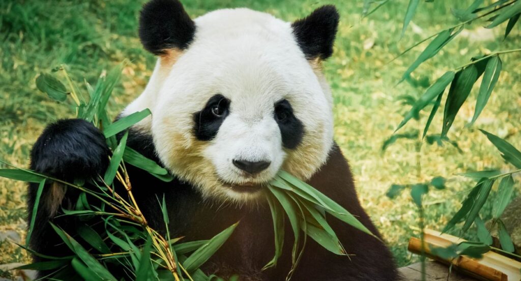 10 Curiosidades sobre pandas para você se encantar com essa fofura
