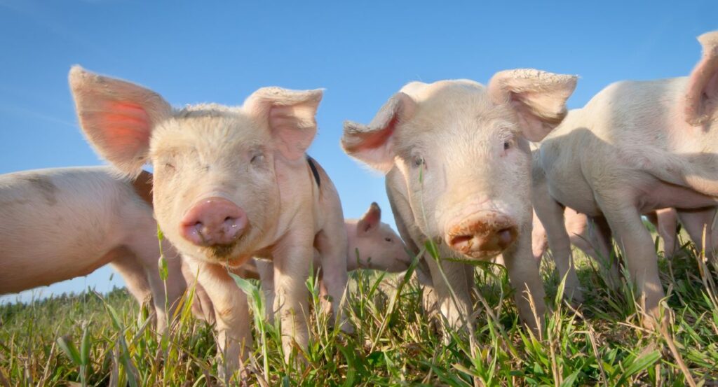 10 Curiosidades sobre porcos que você não sabia