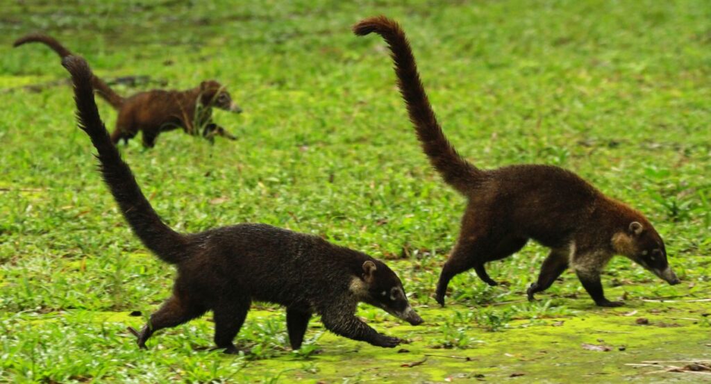 10 Curiosidades sobre o quati que você vai se surpreender