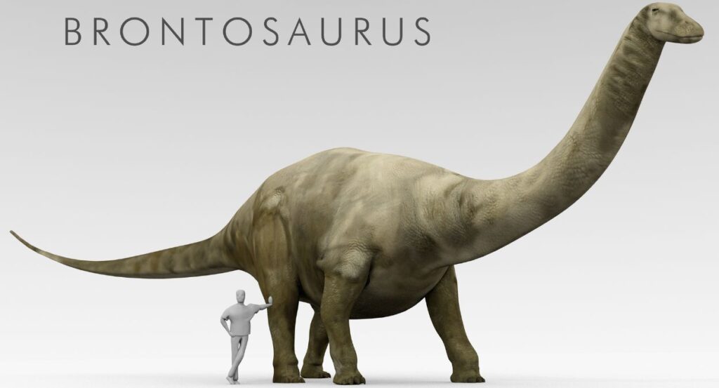 16 Curiosidades sobre o brontossauro: um animal de grandes surpresas