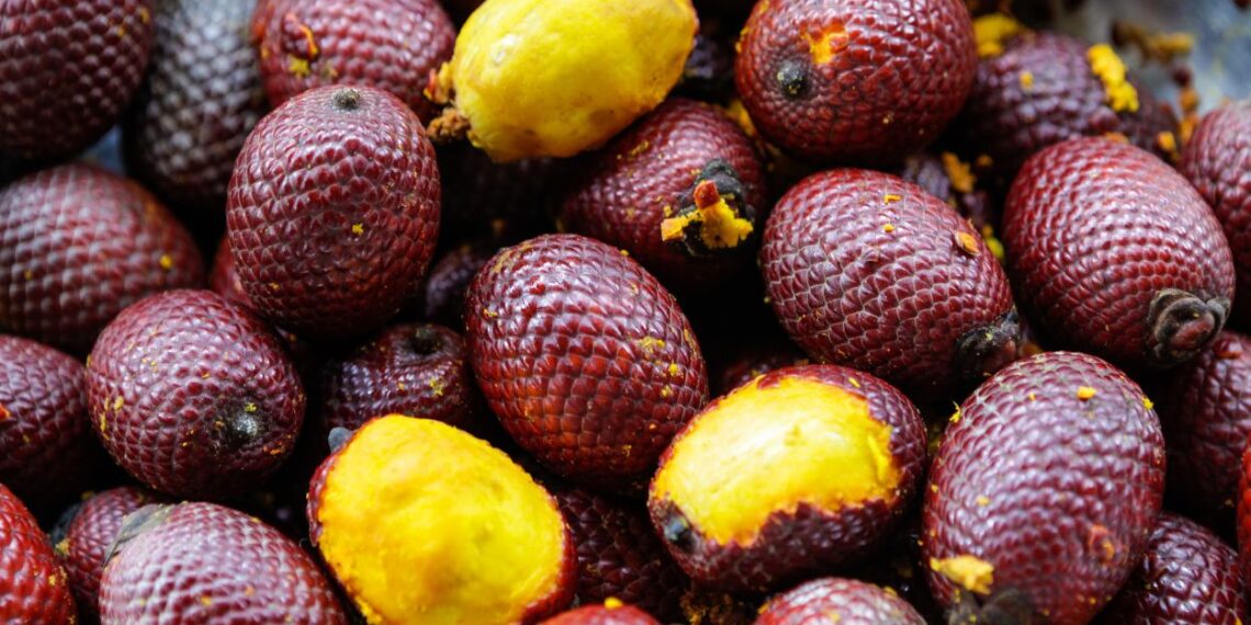 Coité: planta rústica que possui várias finalidades terapêuticas