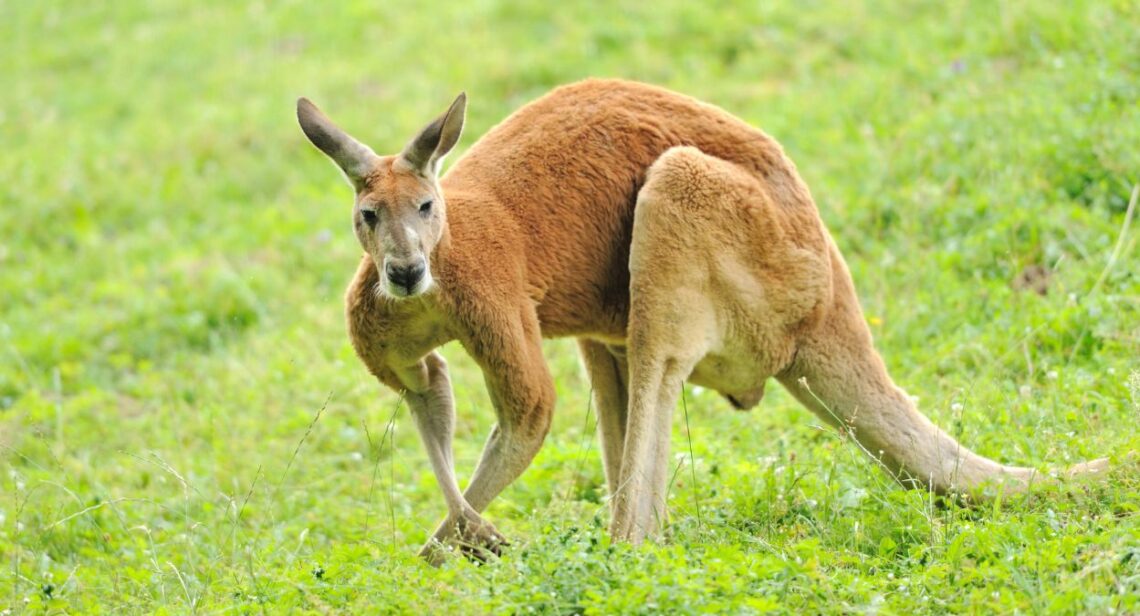 10 Curiosidades sobre cangurus que você nunca ouviu falar!