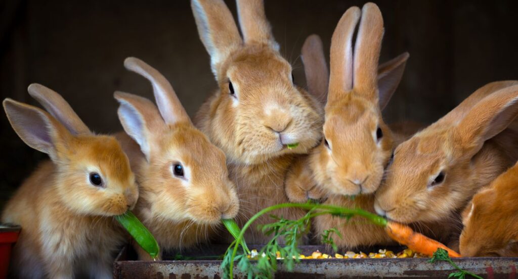 10 Curiosidades sobre coelhos que você precisa conhecer