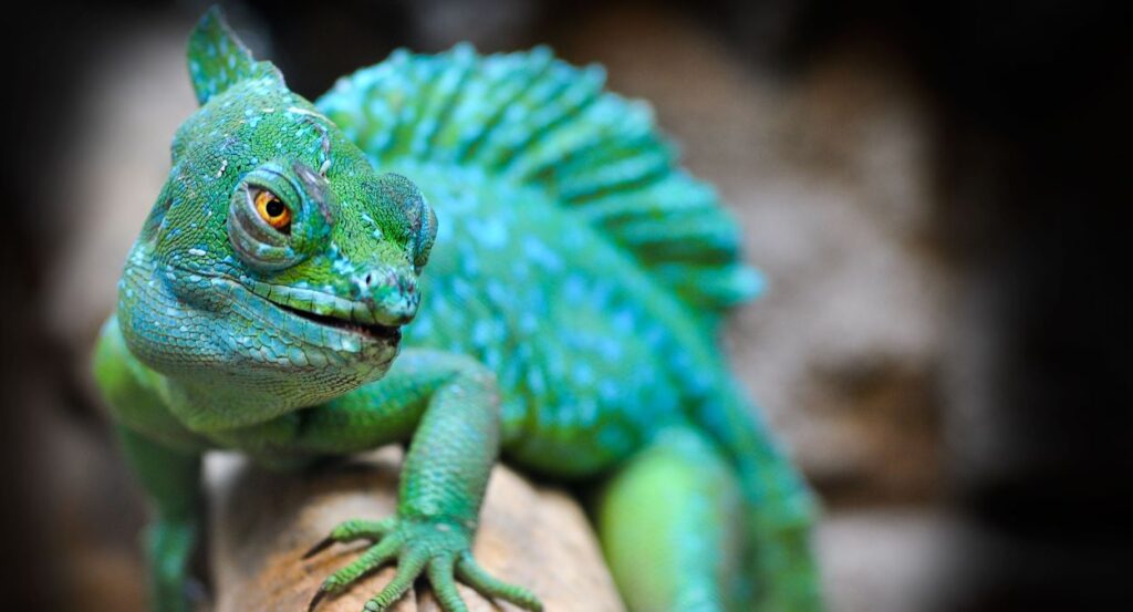 11 Curiosidades sobre lagartos que você ainda não conhecia