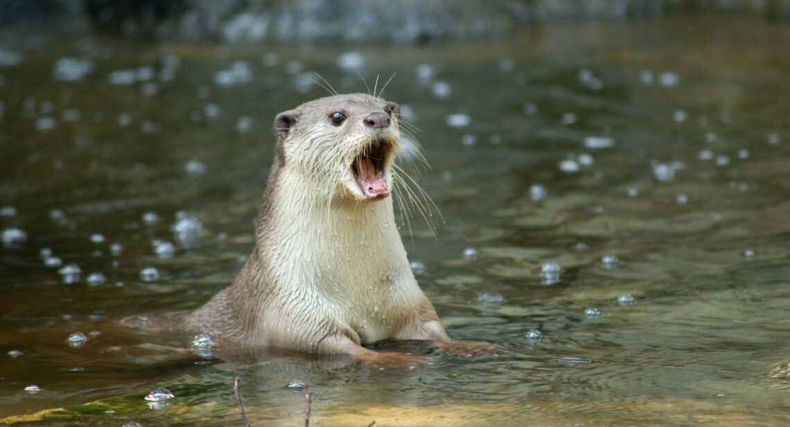 10 Curiosidades sobre a lontra que irão te deixar intrigado