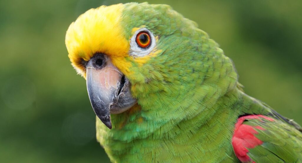 11 Curiosidades sobre papagaios para você se apaixonar