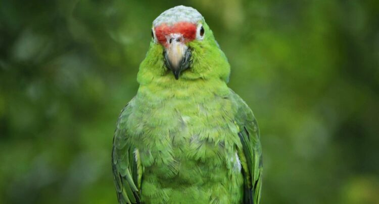 11 Curiosidades sobre papagaios para você se apaixonar