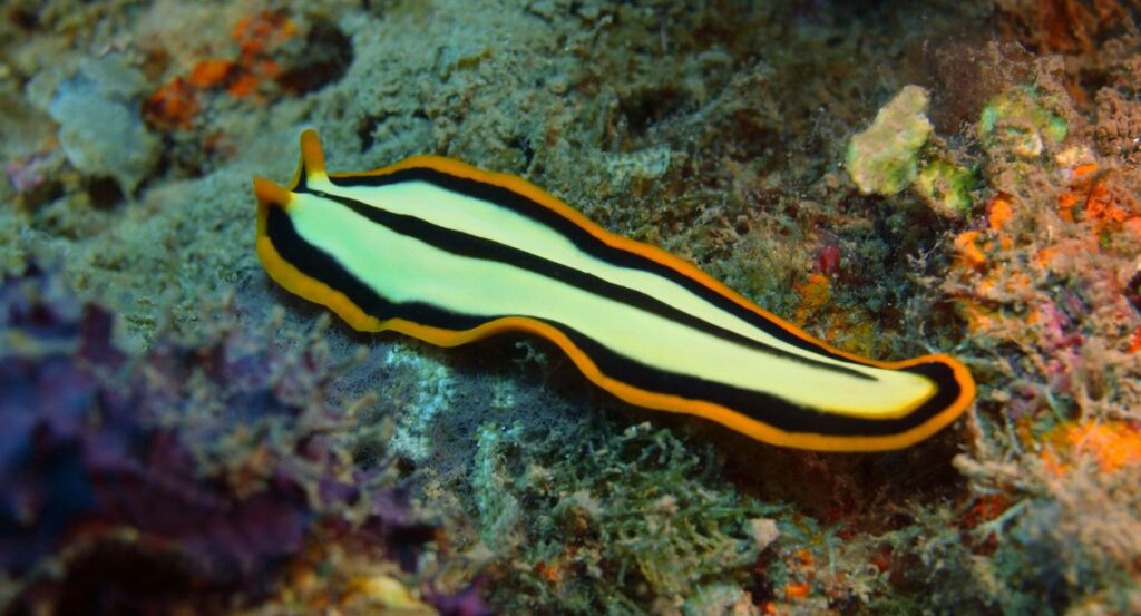 10 Curiosidades sobre os platelmintos que você não conhecia