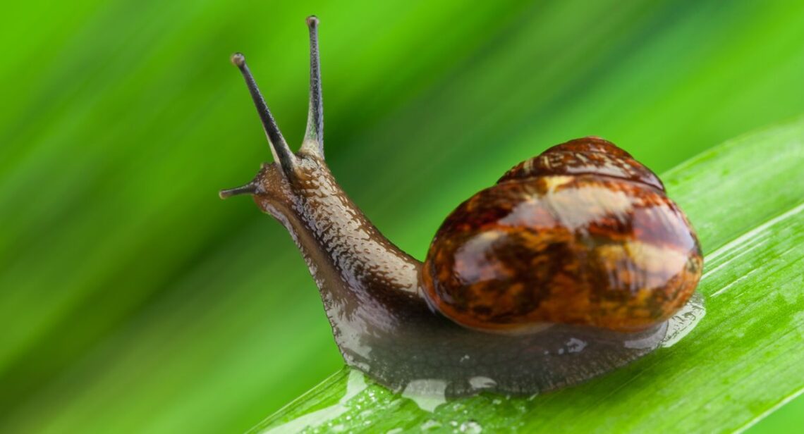 15 Curiosidades sobre o caracol que você precisa conhecer