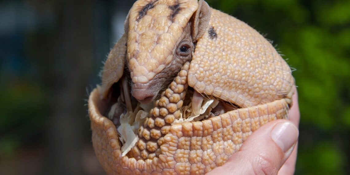 10 Curiosidades sobre o tatu bola que ninguém te contou