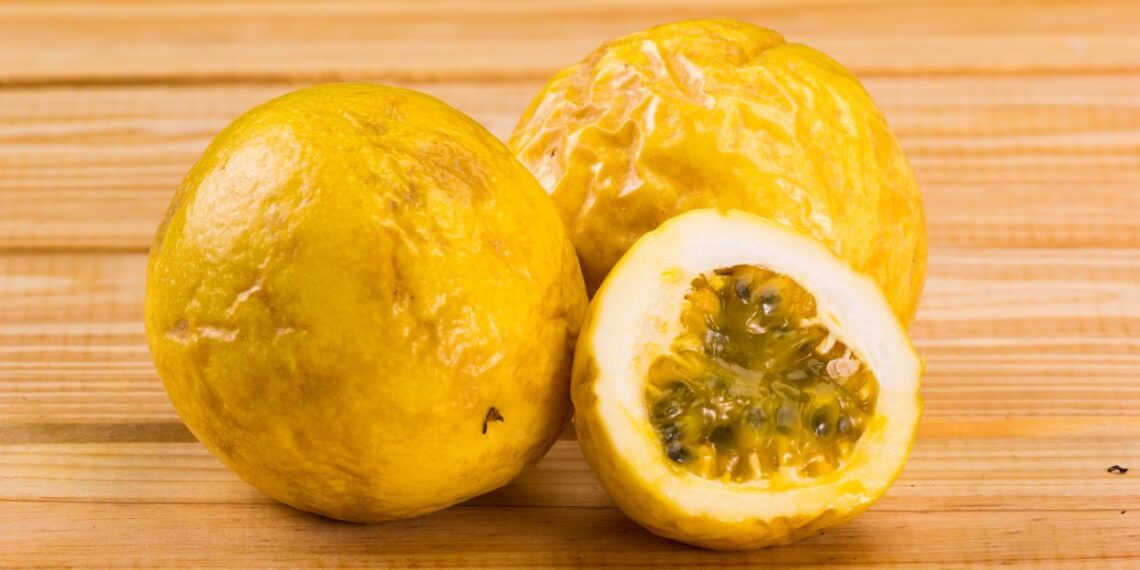 Patauá: planta amazonense extremamente versátil para a saúde e beleza