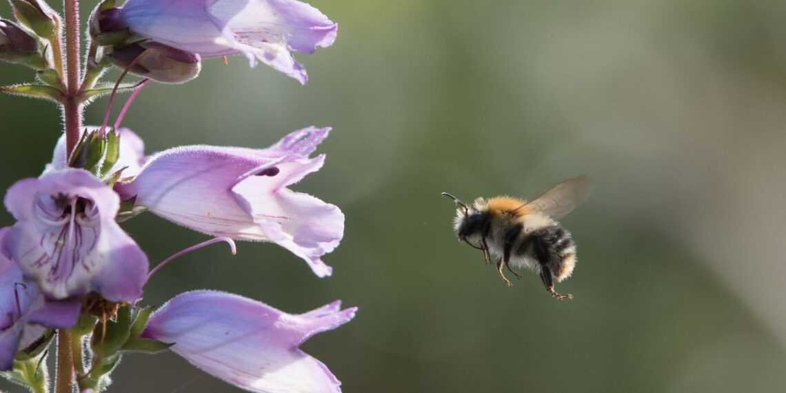 Formiga-Leão: Uma Caçadora Implacável do Reino Animal