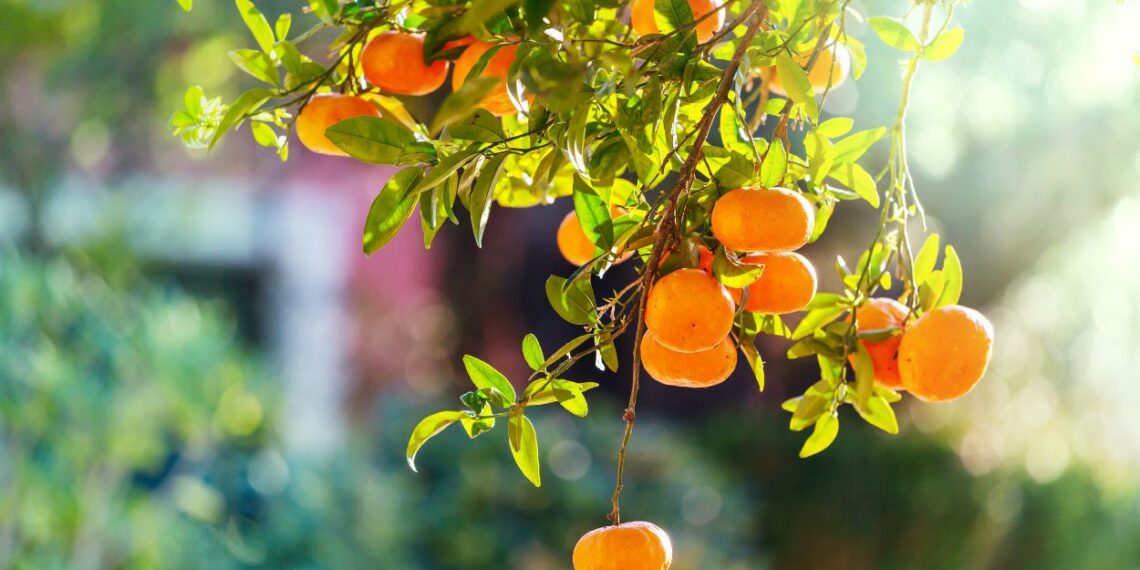 Gueroba: confira dicas de utilização na alimentação
