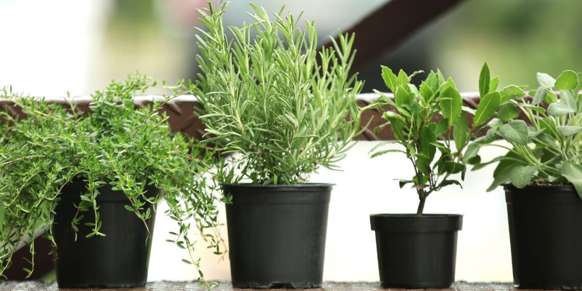 Caruru: planta de origem americana muito benéfica para a saúde