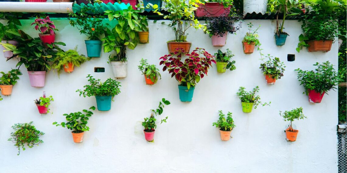 Como plantar coco? Veja como ter bons cocos em casa